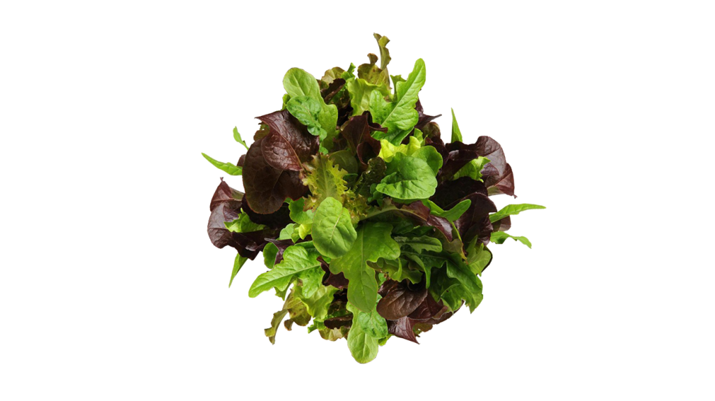 SIMPLY SALAD CITY GARDEN - Vegehome USA